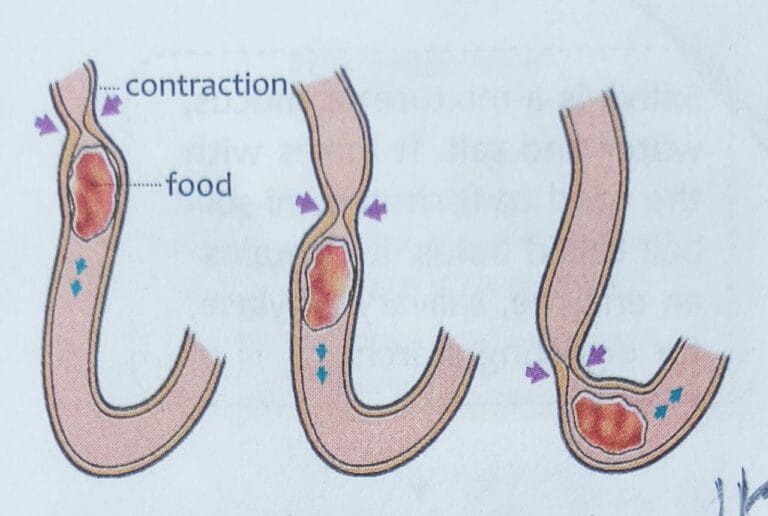 Class 10th Human Digestive System: It's Parts, Diagram, Structure and ...