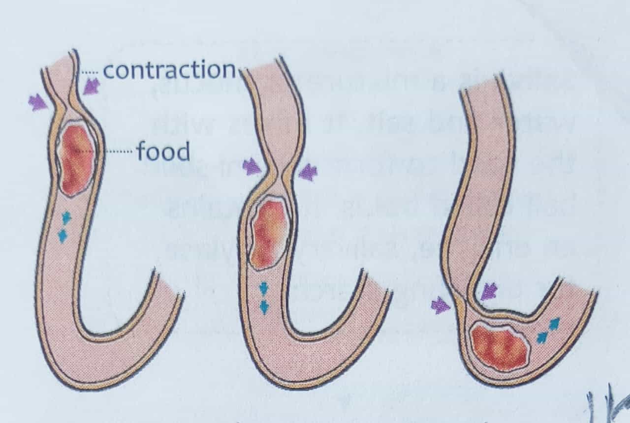 Class 10th Human Digestive System: It's Parts, Diagram, Structure and ...