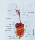 Class 10th Human Digestive System: It's Parts, Diagram, Structure and ...